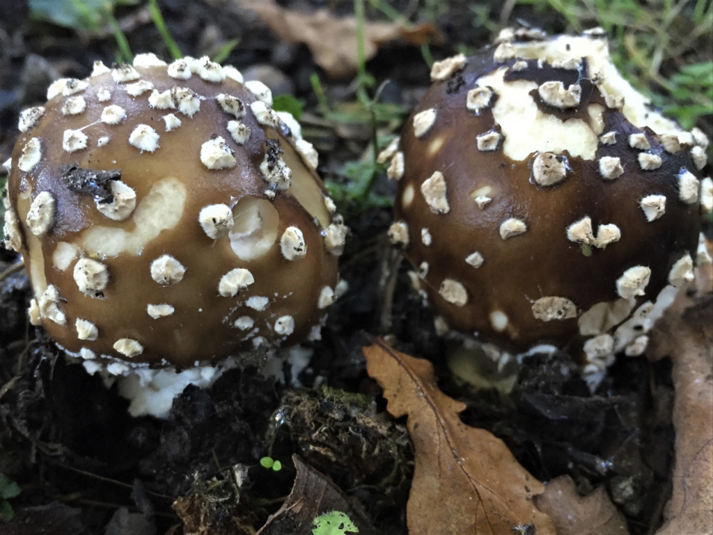 Panthercap - Wild Food UK