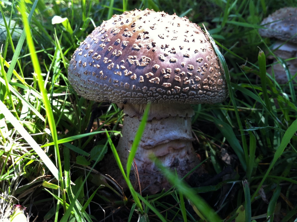 Panthercap - Wild Food UK