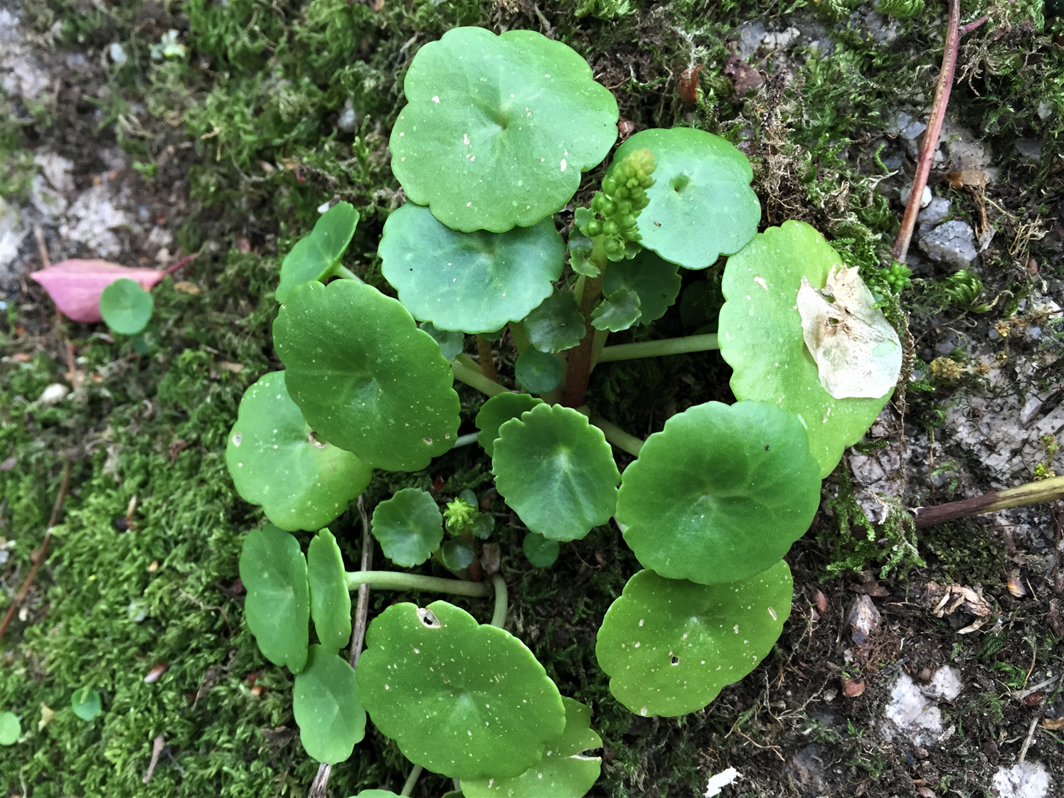 Pennywort Navelwort Wall Pennywort Penny Pies Umbilicus Rupestris Pennywort Navelwort Wall Pennywort Penny Pies Umbilicus Rupestris