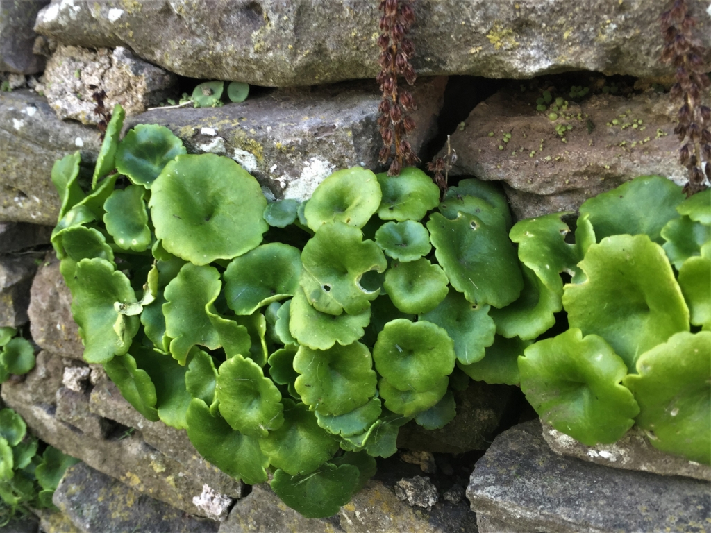 Pennywort Navelwort Wall Pennywort Penny Pies Umbilicus Rupestris