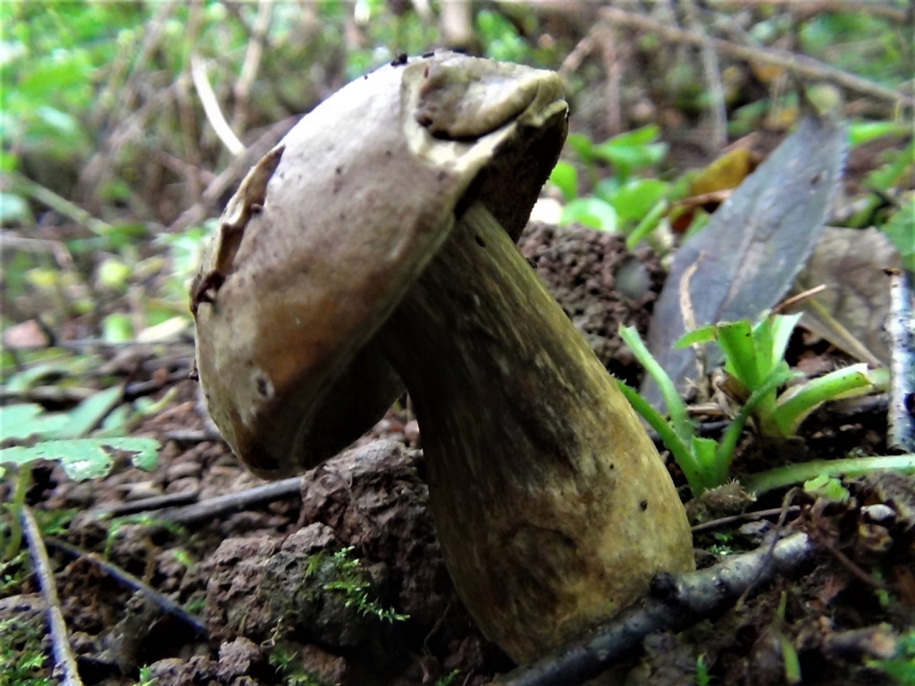 Peppery Bolete - Wild Food UK