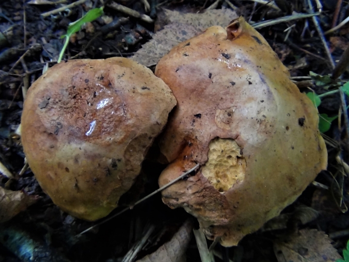 Peppery Bolete - Wild Food UK