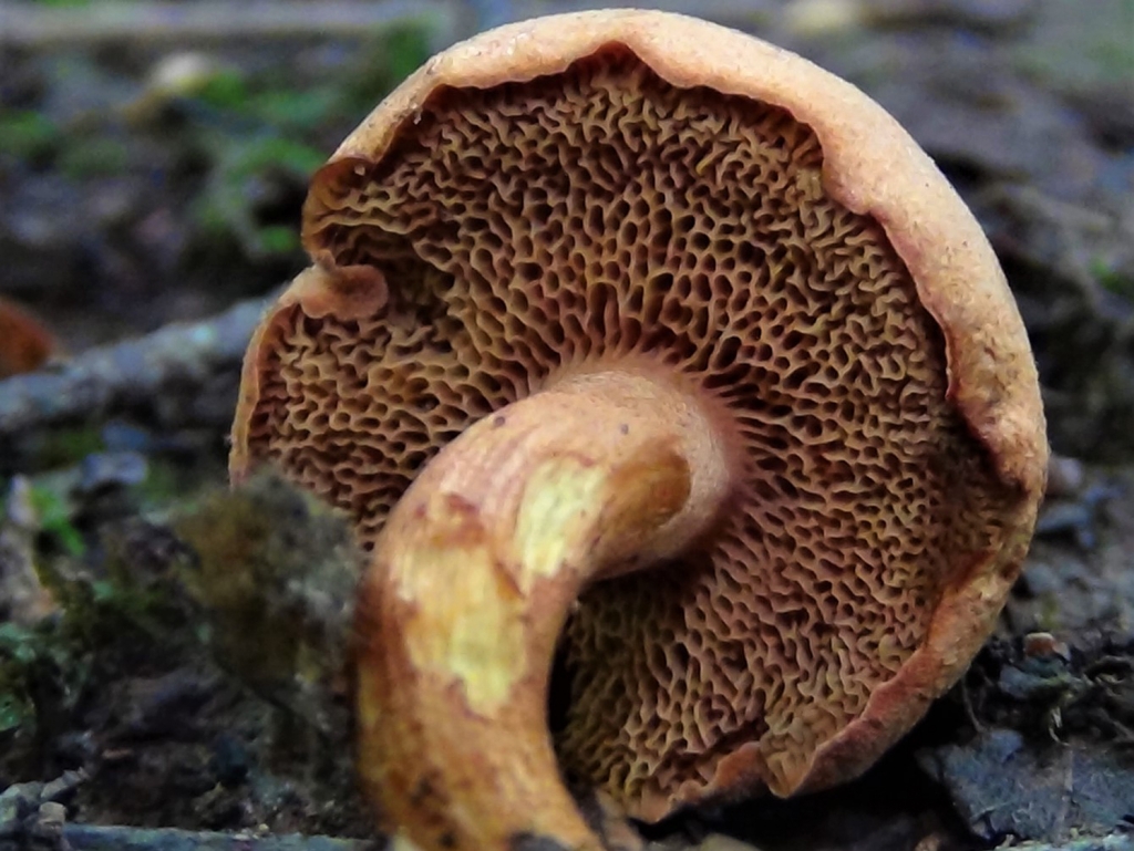 Peppery Bolete - Wild Food UK