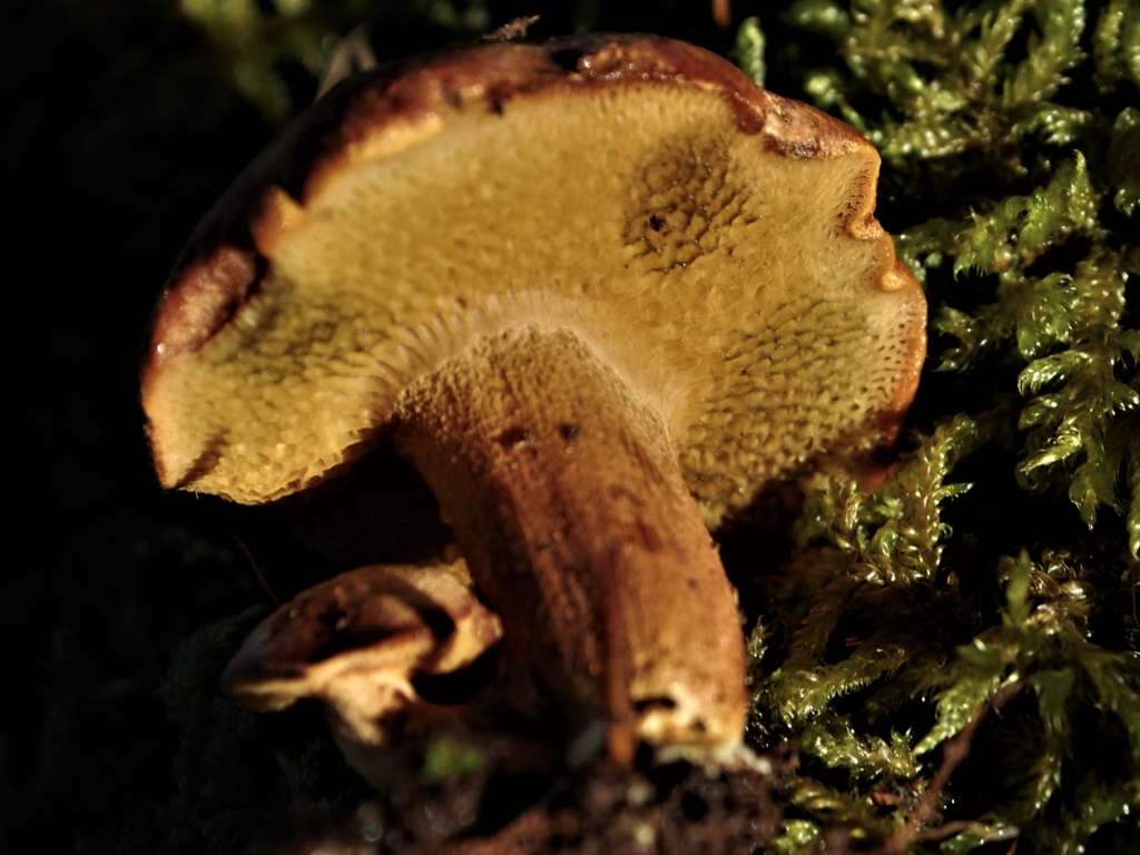 Peppery Bolete - Wild Food UK