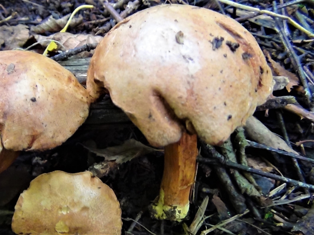 Peppery Bolete - Wild Food UK