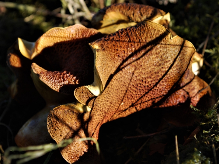 Peppery Bolete - Wild Food UK