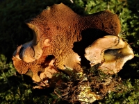 Peppery Bolete