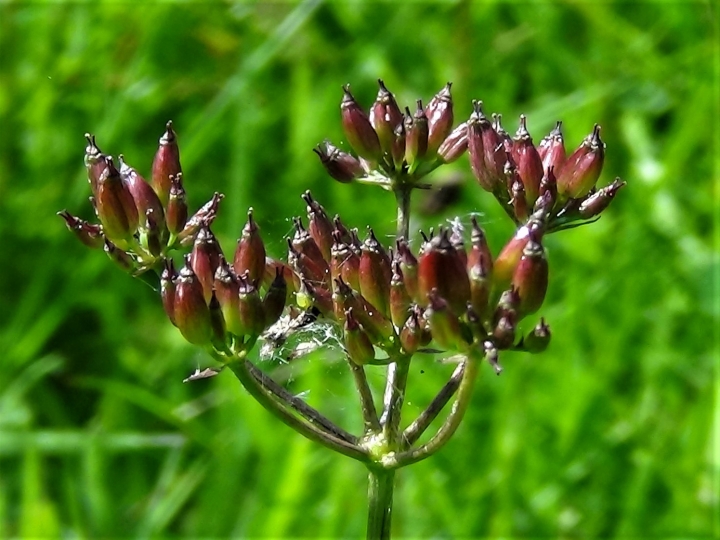 Pignut - Wild Food UK