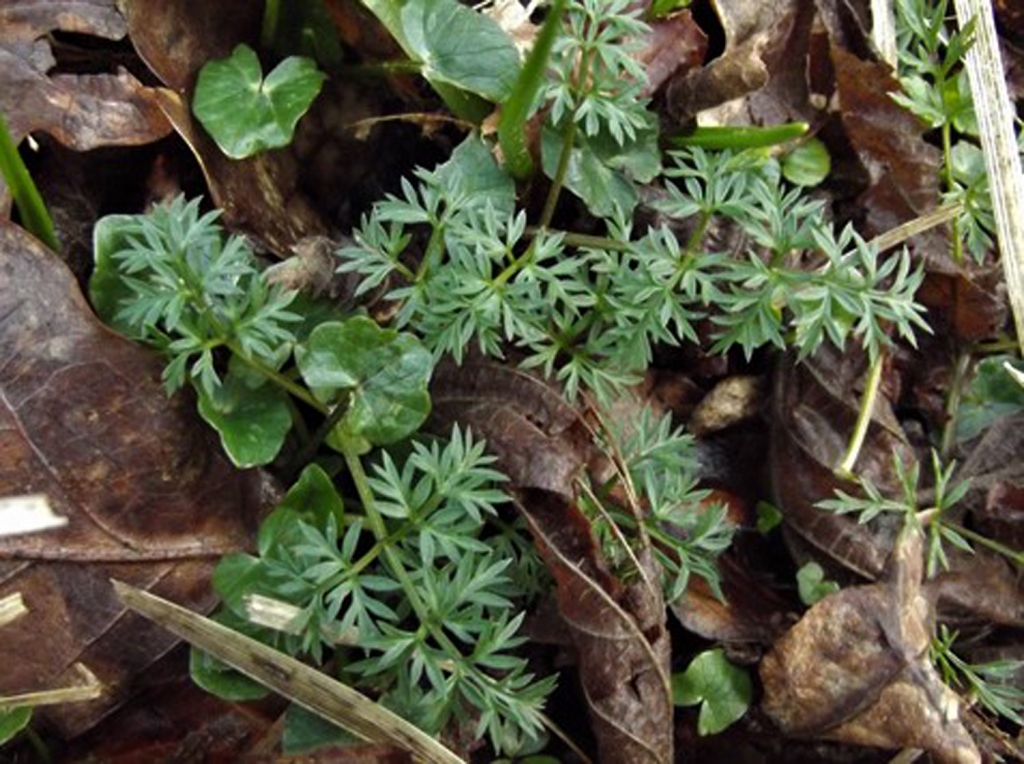 Pignut - Wild Food UK