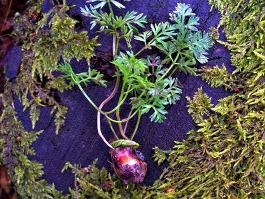 Pignut - Wild Food UK