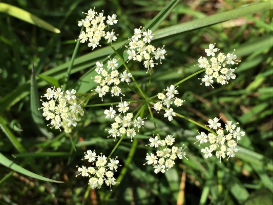 Pignut - Wild Food UK