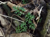 Pignut, Arnut, Earth Chestnut, Ground Nut, Kipper Nut, Conopodium majus