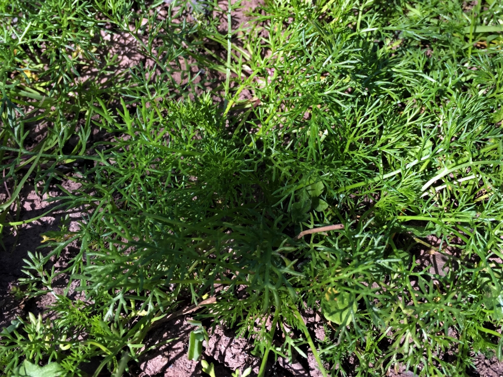 Pineapple Weed - Wild Food UK