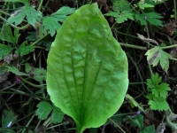 Greater Plantain, Broad Leaf Plantain, White Mans Foot, Englishmans ...