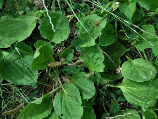 Greater Plantain - Wild Food UK