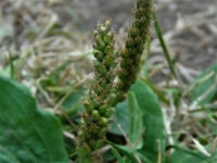 Greater Plantain, Broad Leaf Plantain, White Mans Foot, Englishmans ...