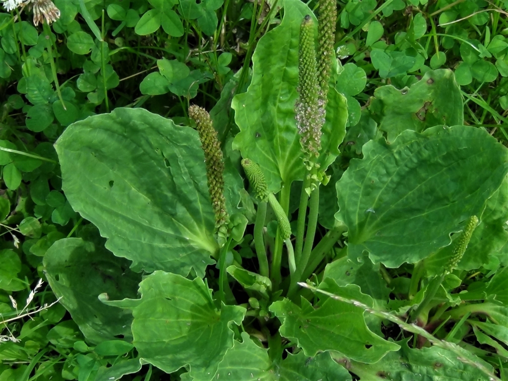 Greater Plantain - Wild Food UK