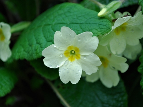 Primrose - Wild Food UK