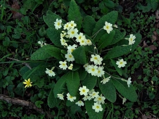 Primrose - Wild Food UK