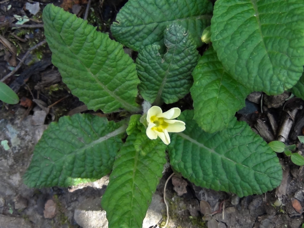 Primrose - Wild Food UK