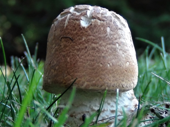 The Prince - Wild Food UK