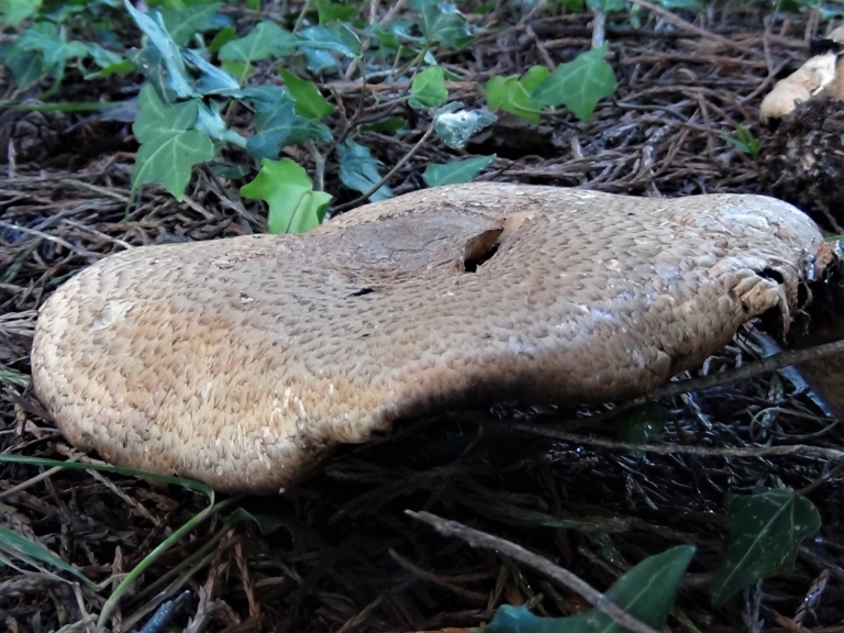 The Prince - Wild Food UK