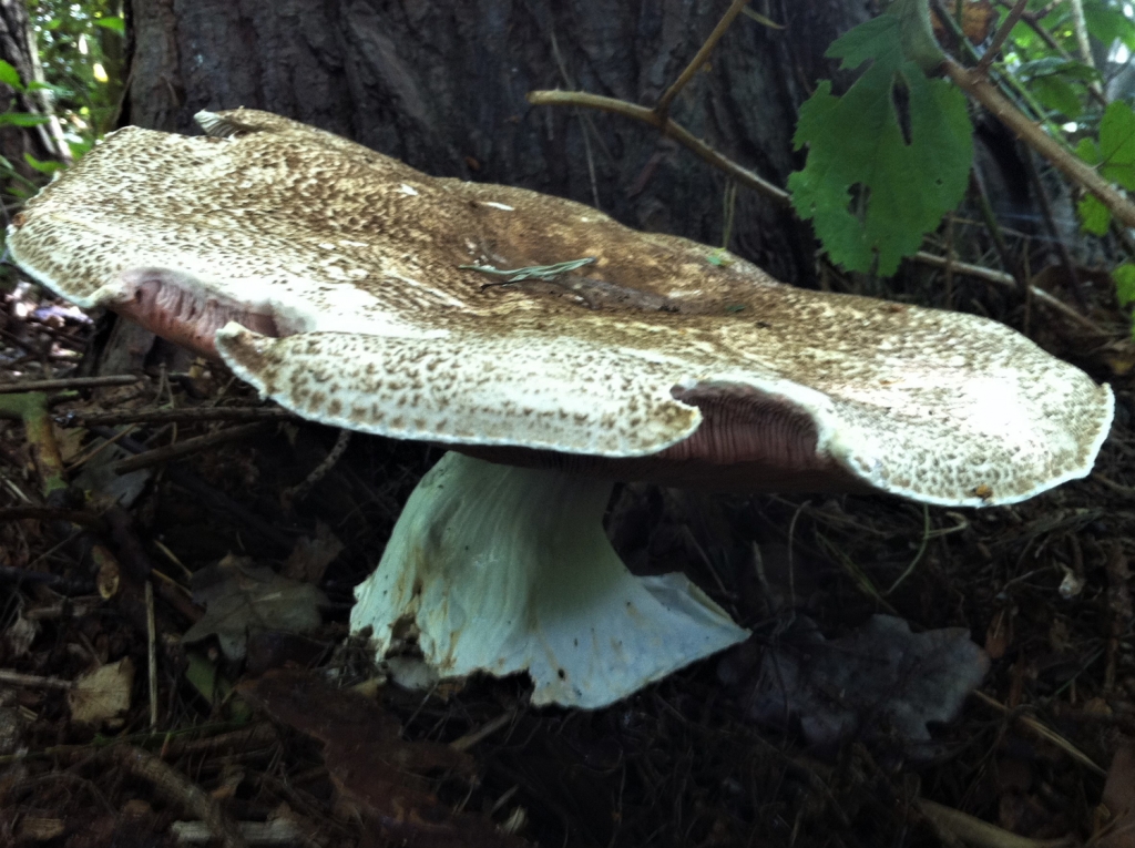 The Prince - Wild Food UK