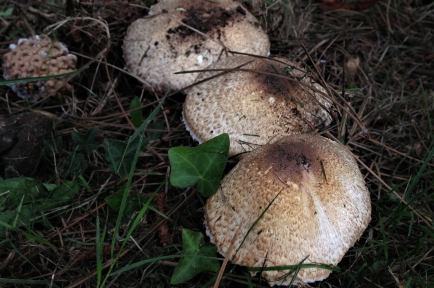 Wild UK Mushrooms (Fungi): Guide to Identification & Picking