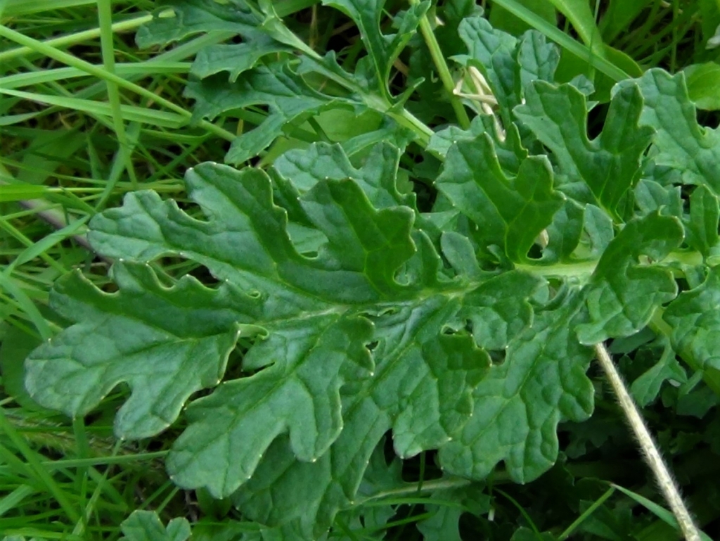 Ragwort - Wild Food UK