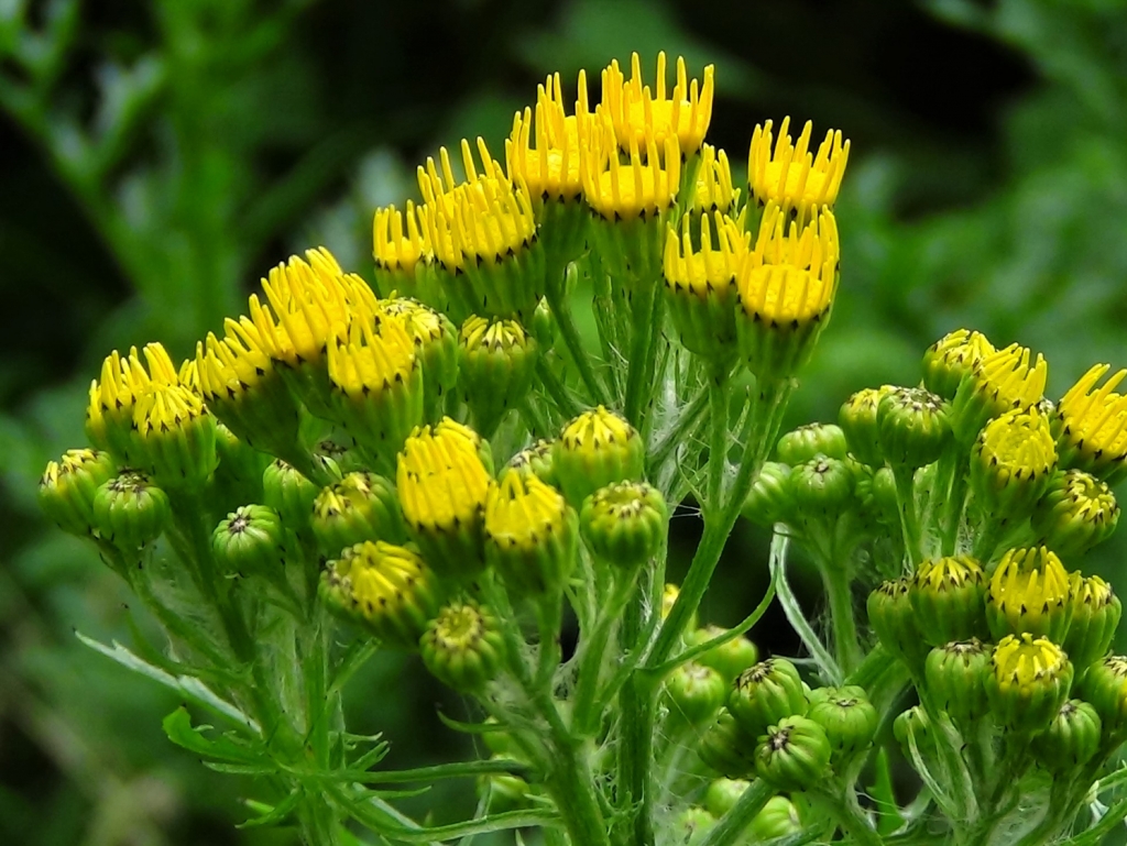 Ragwort - Wild Food UK