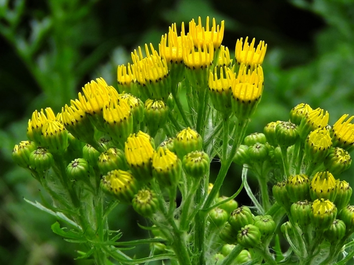 Ragwort - Wild Food UK