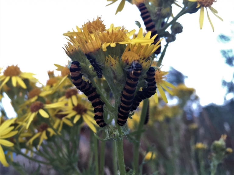 Ragwort - Wild Food UK