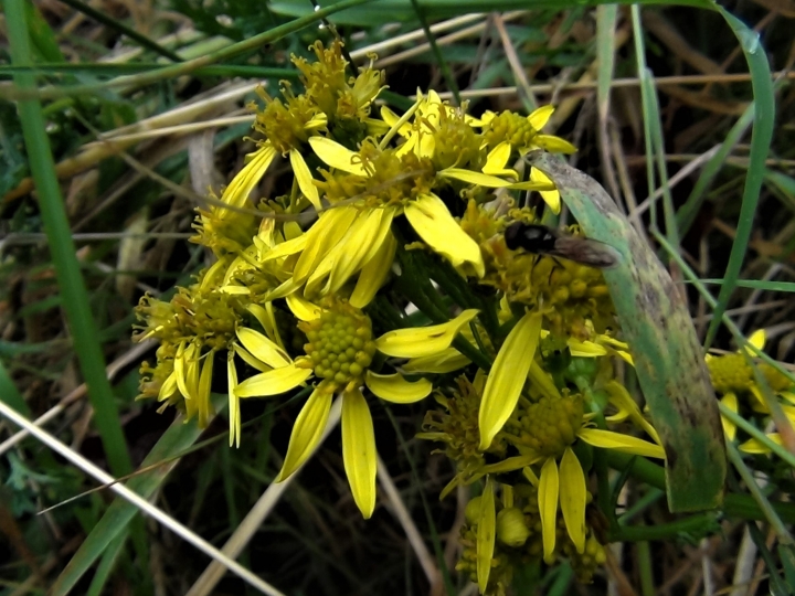 Ragwort - Wild Food UK