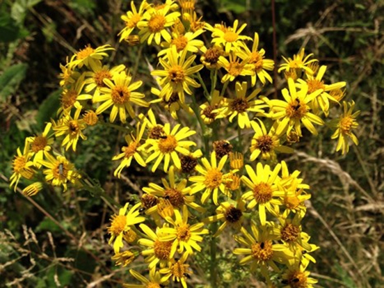 Ragwort - Wild Food UK