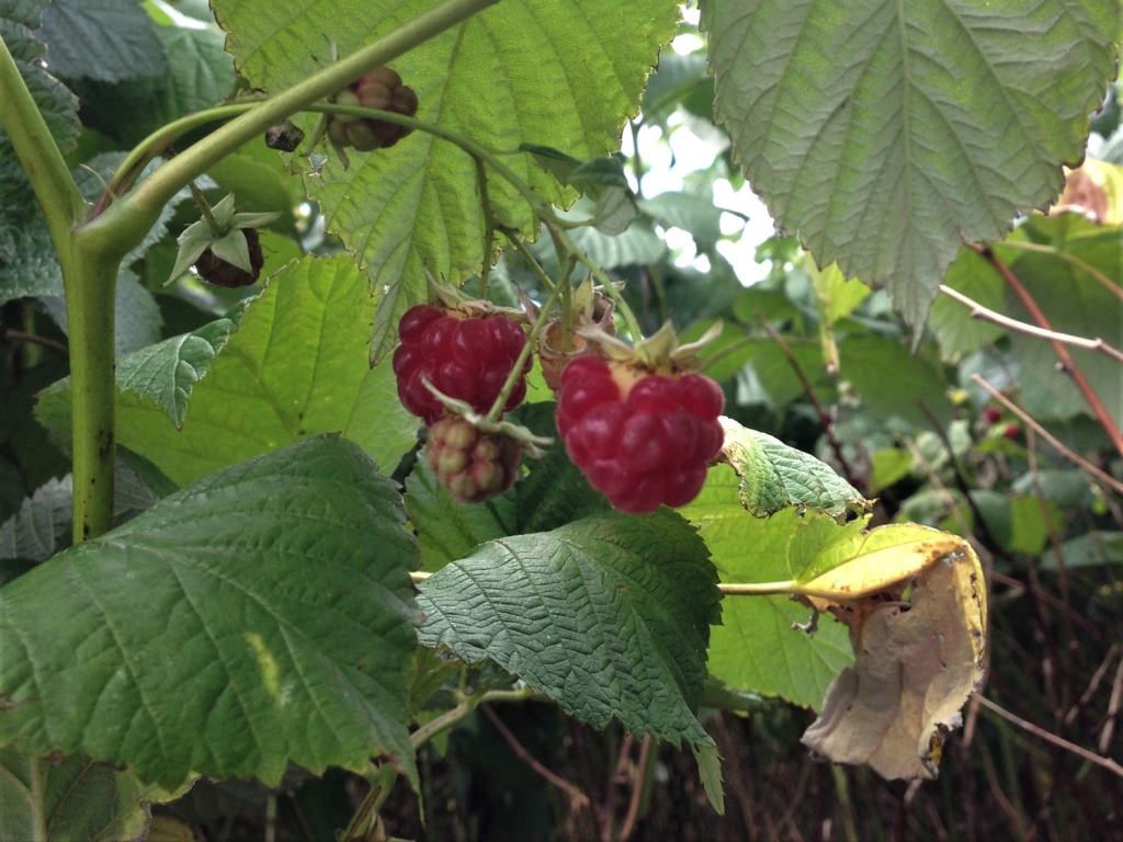 Wild Raspberry - Wild Food UK