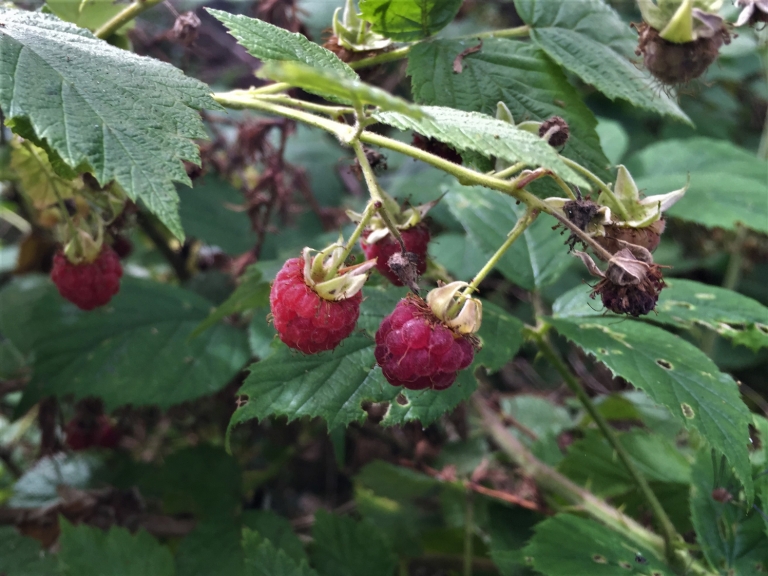 Wild Raspberry, Hindberry, Raspis, Rubus idaeus
