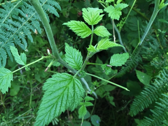 Wild Raspberry - Wild Food UK