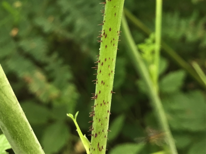 Wild Raspberry - Wild Food UK