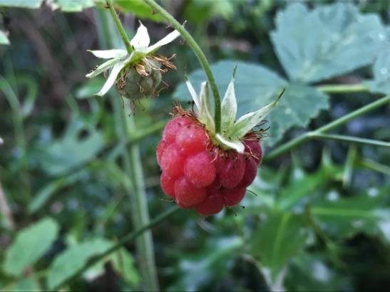 Wild Raspberry - Wild Food UK