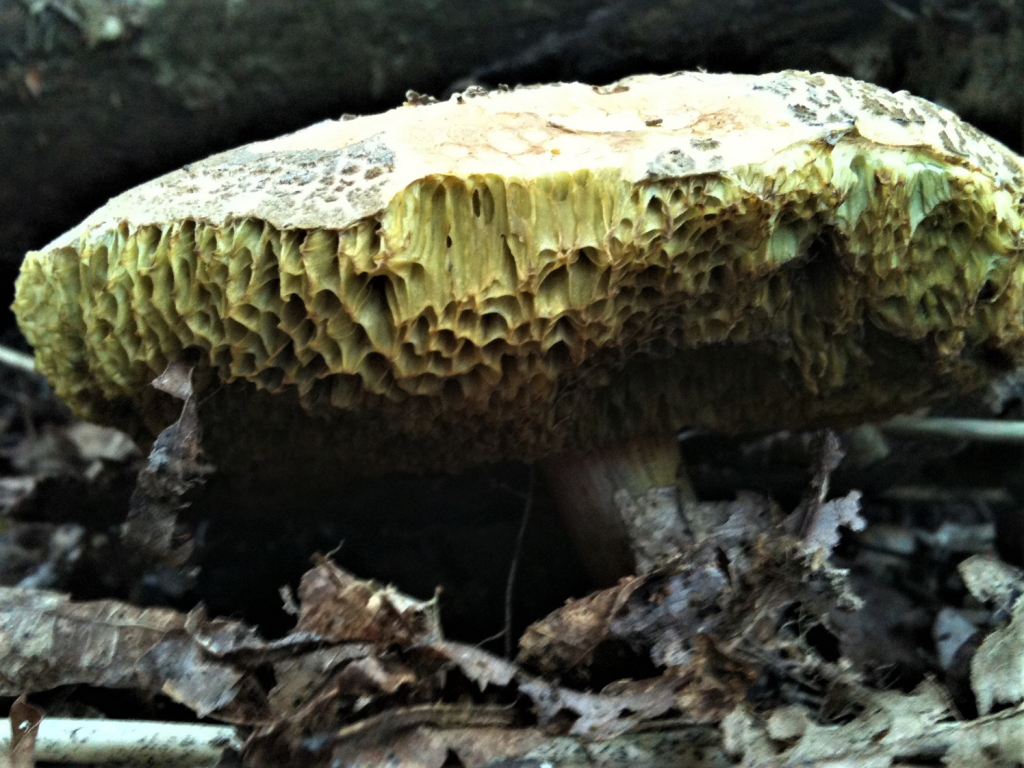 Red Cracking Bolete - Wild Food UK