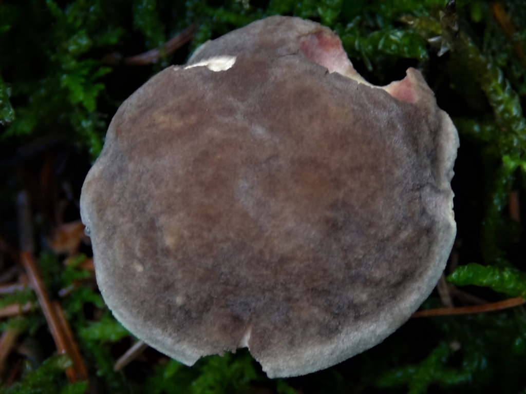 Red Cracking Bolete - Wild Food UK