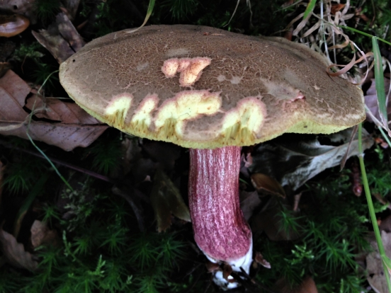Red Cracking Bolete - Wild Food UK