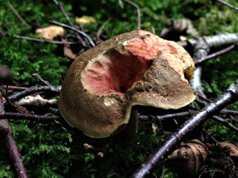 Red Cracking Bolete - Wild Food UK