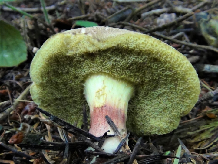 Red Cracking Bolete - Wild Food UK