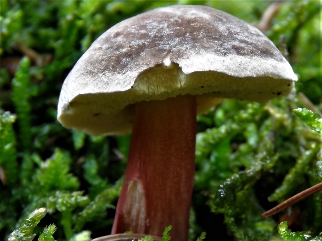 Red Cracking Bolete - Wild Food UK
