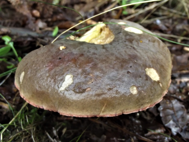 Red Cracking Bolete - Wild Food UK