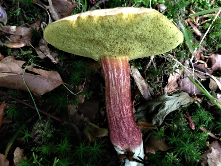 Red Cracking Bolete - Wild Food UK