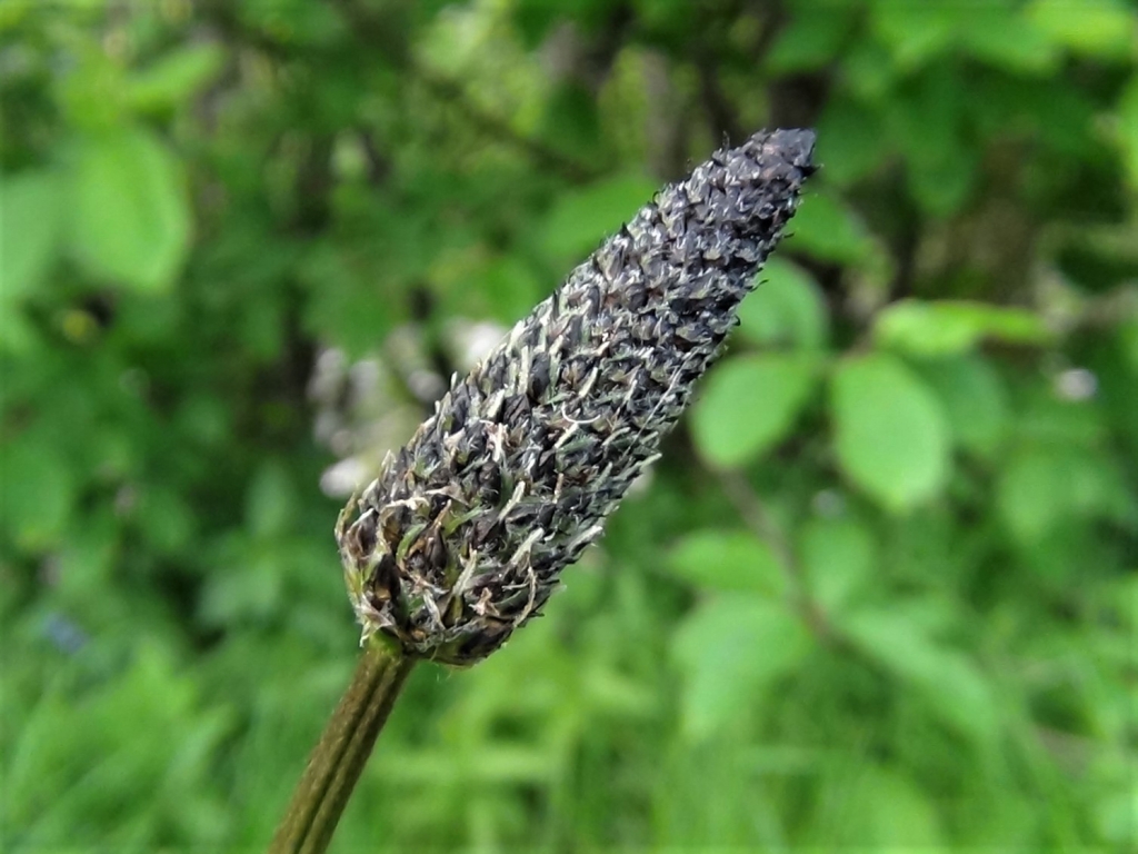 Ribwort Plantain - Wild Food UK