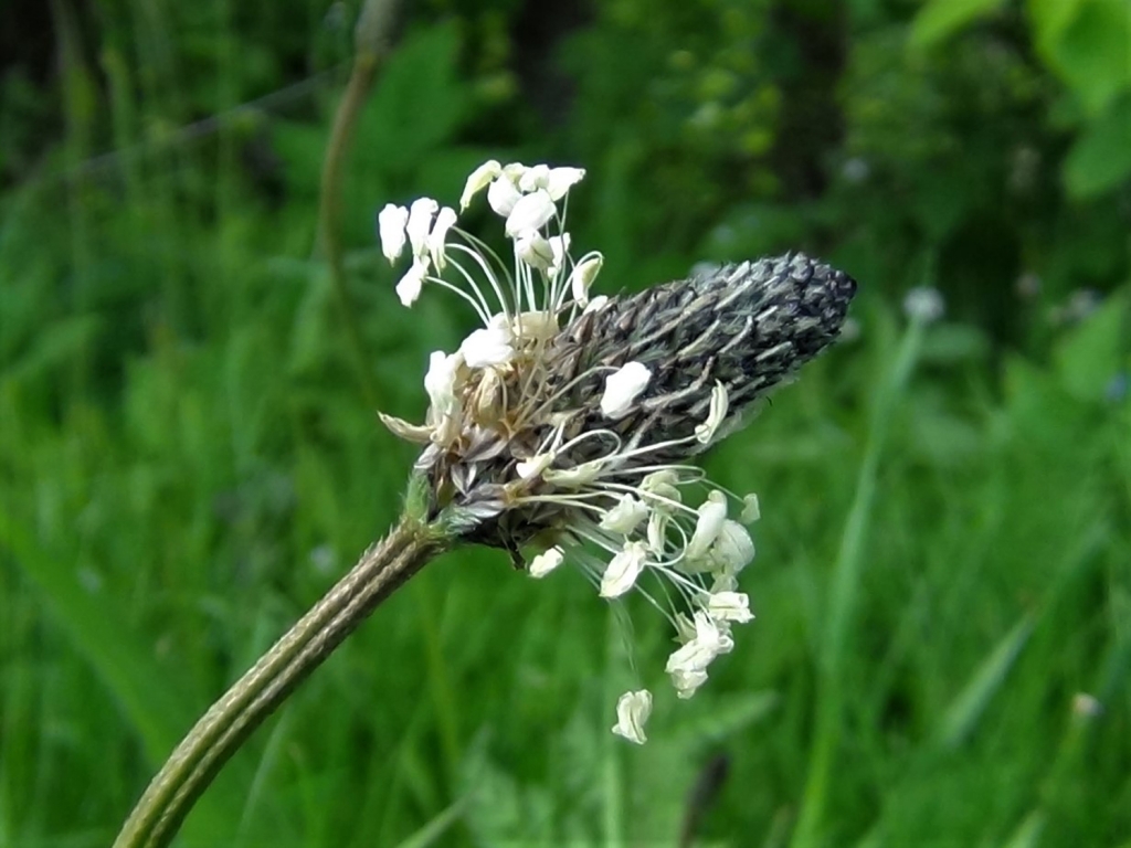 Ribwort Plantain - Wild Food UK