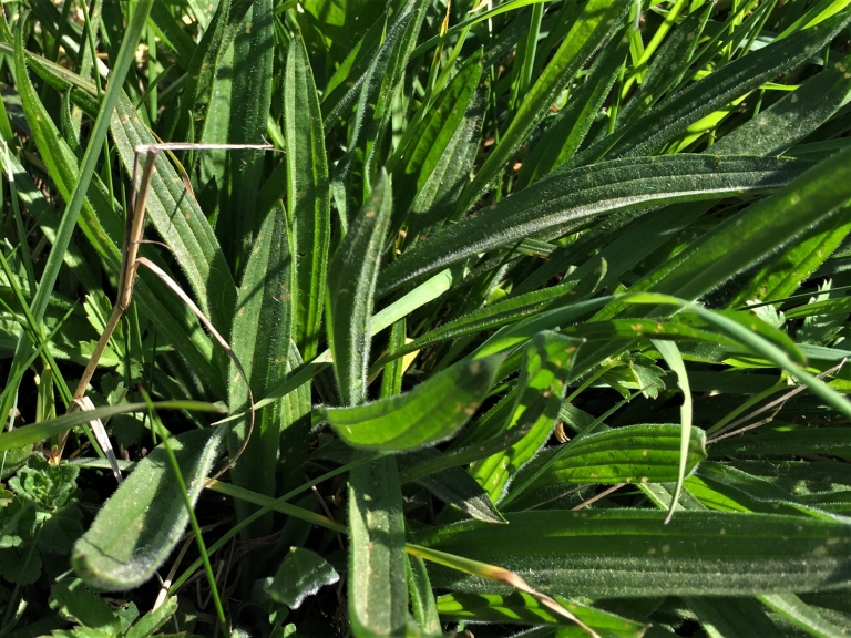 Ribwort Plantain - Wild Food UK